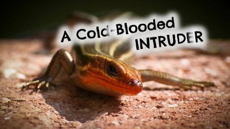 Think Skink - Kids Enjoying Jesus