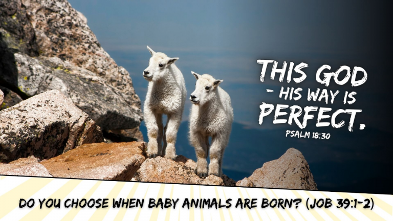 Job Trusts God! Bible Lesson - Kids Enjoying Jesus