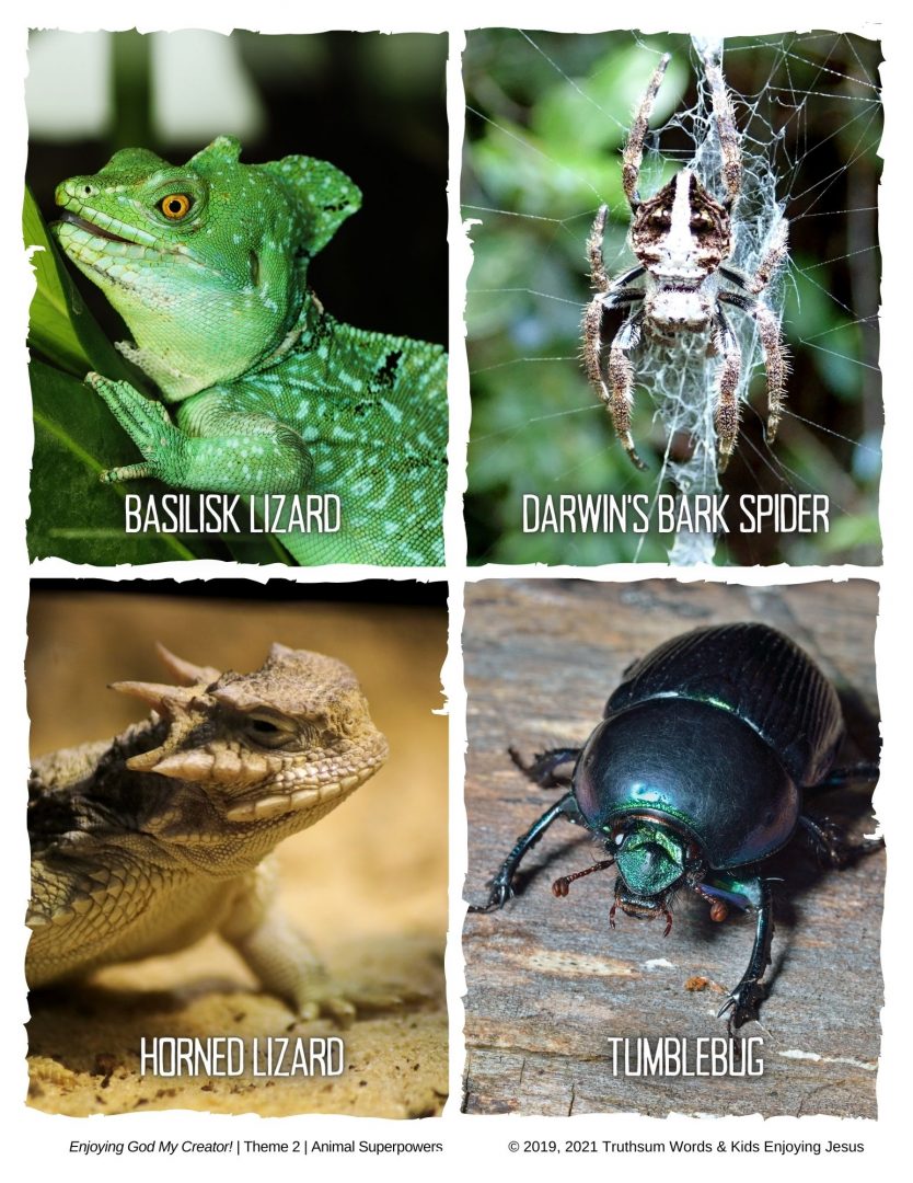 Animal Superpowers! Object Lesson – Kids Enjoying Jesus