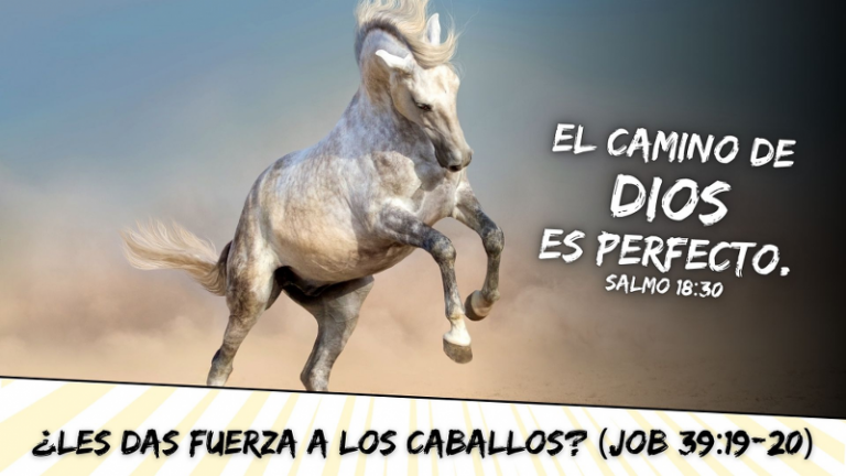 ¡Job Confía en Dios! Lección Bíblica – Kids Enjoying Jesus