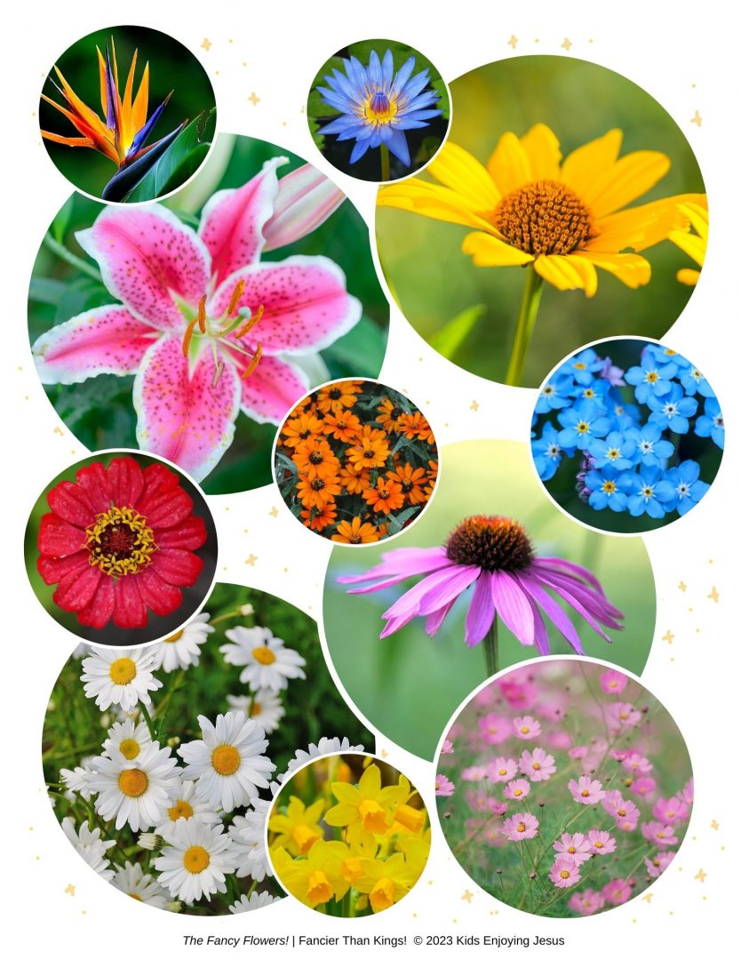 The Fancy Flowers! – Kids Enjoying Jesus